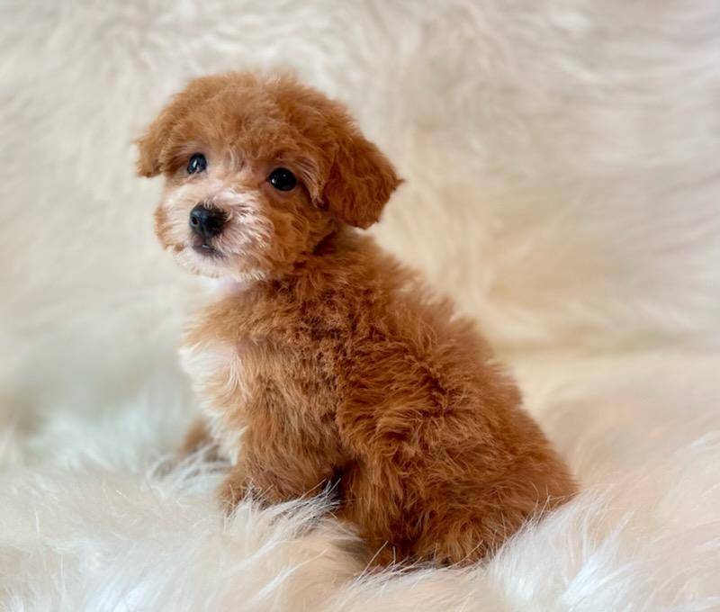 Tanner - Tiny Toy Poodle - Puppy Therapy LLC
