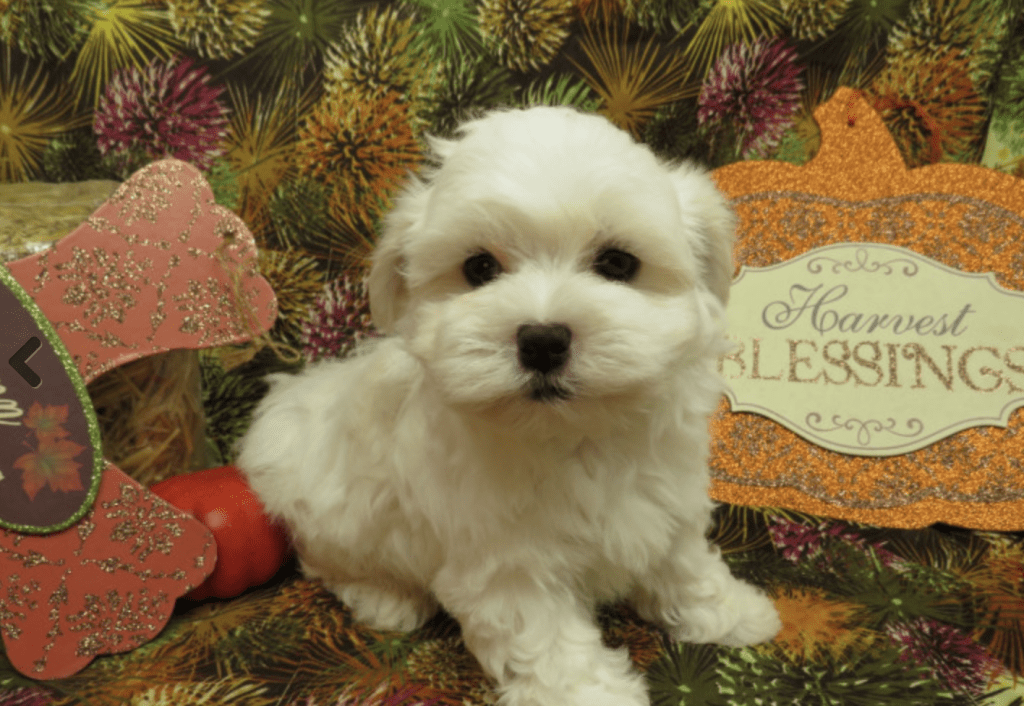 Adorable Mini Maltese Puppy - Marlo the Toy Dog