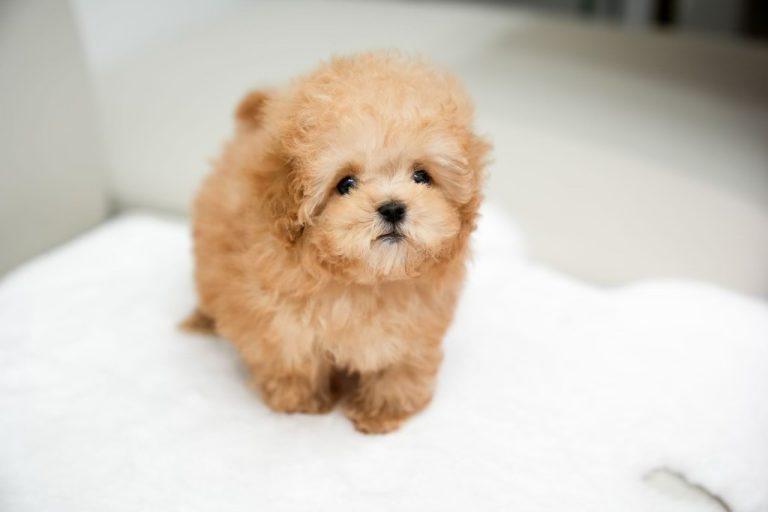 Adorable Toby - Miniature Toy Poodle - Perfectly Sized for You!