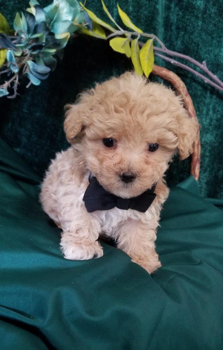 Adorable Tiny Toy Maltipoo - Get Yours Now!