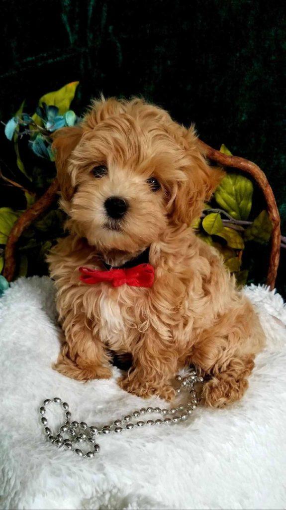 Addie - Tiny Toy Maltipoo - Teacup Puppies For Sale