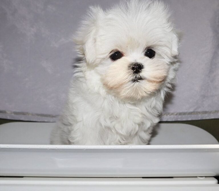 Adorable Mister Tiny Micro Maltese Puppy for Sale