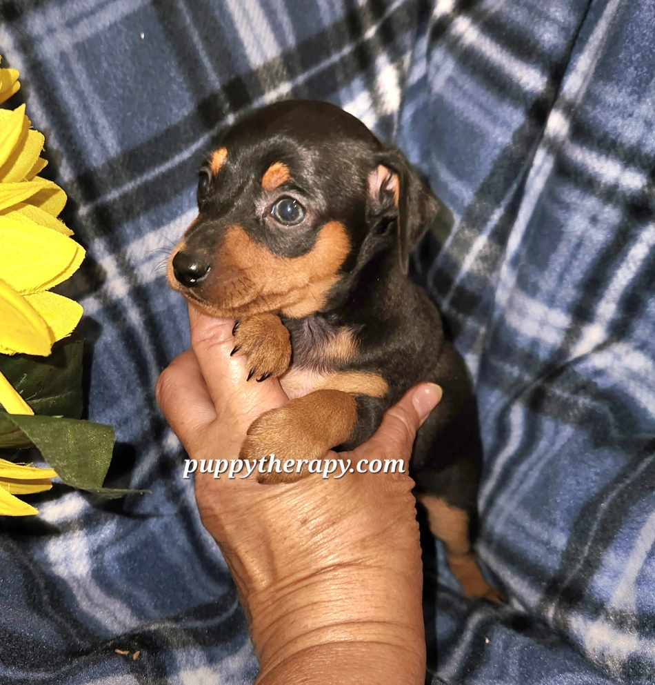 Lucas - Mini Pinscher - Teacup Puppies For Sale