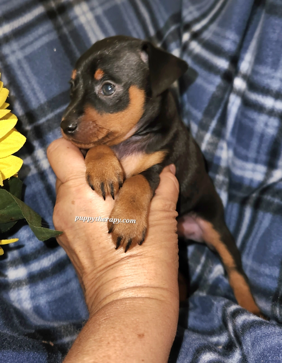 Logan - Mini Pinscher - Teacup Puppies For Sale