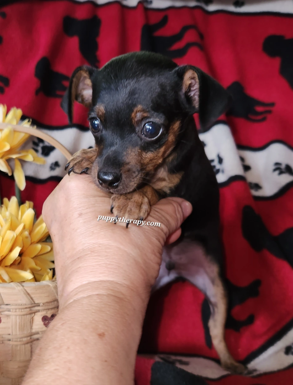 Lionel - Mini Pinscher - Teacup Puppies For Sale