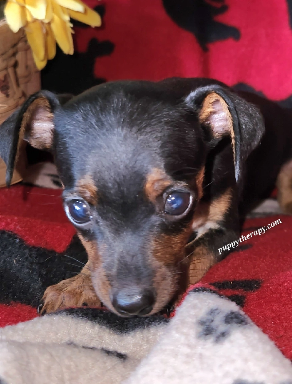 Lionel - Mini Pinscher - Teacup Puppies For Sale