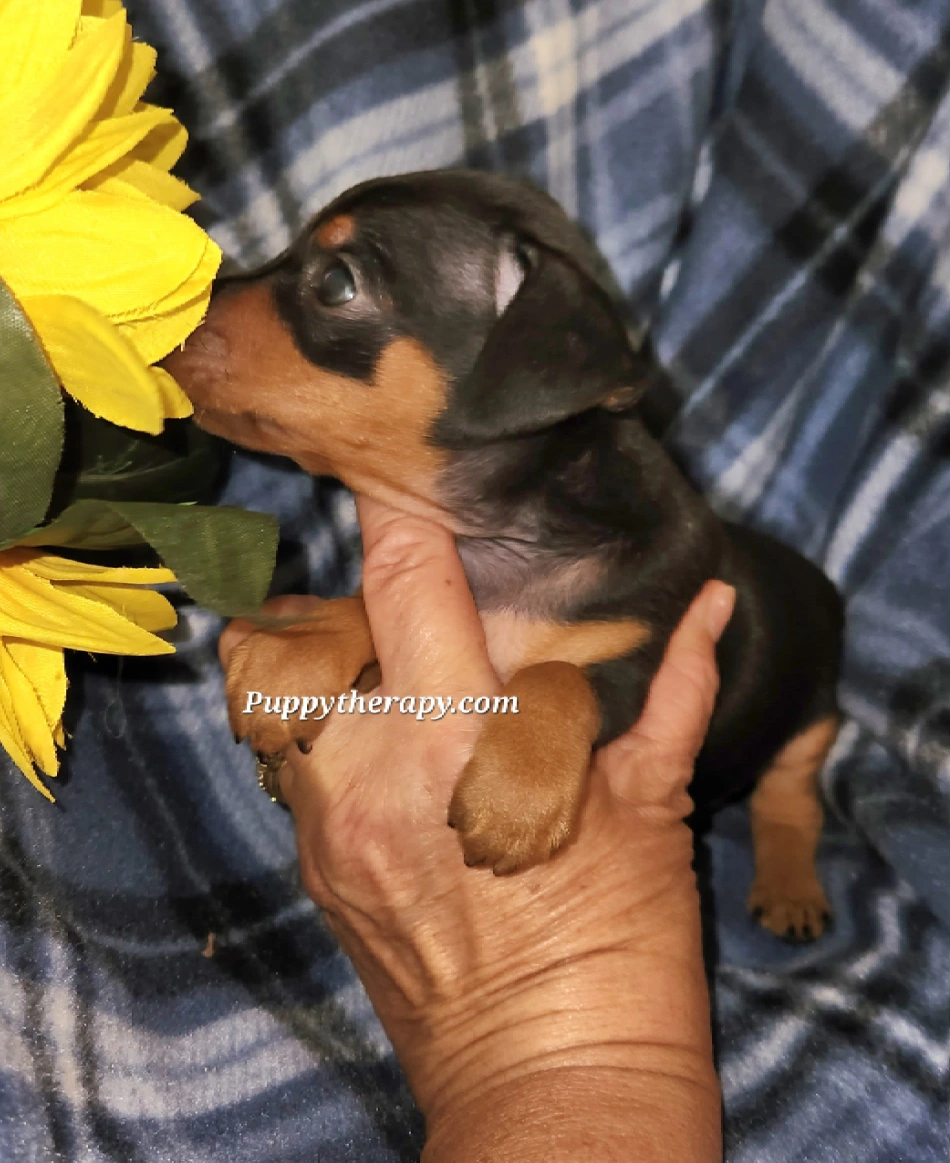 Levi - Mini Pinscher - Teacup Puppies For Sale