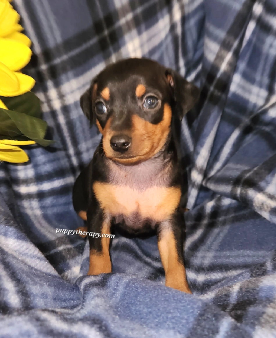 Levi - Mini Pinscher - Teacup Puppies For Sale